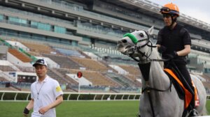 日本で大人気の芦毛馬、ガイアフォースが香港G1で海外デビュー