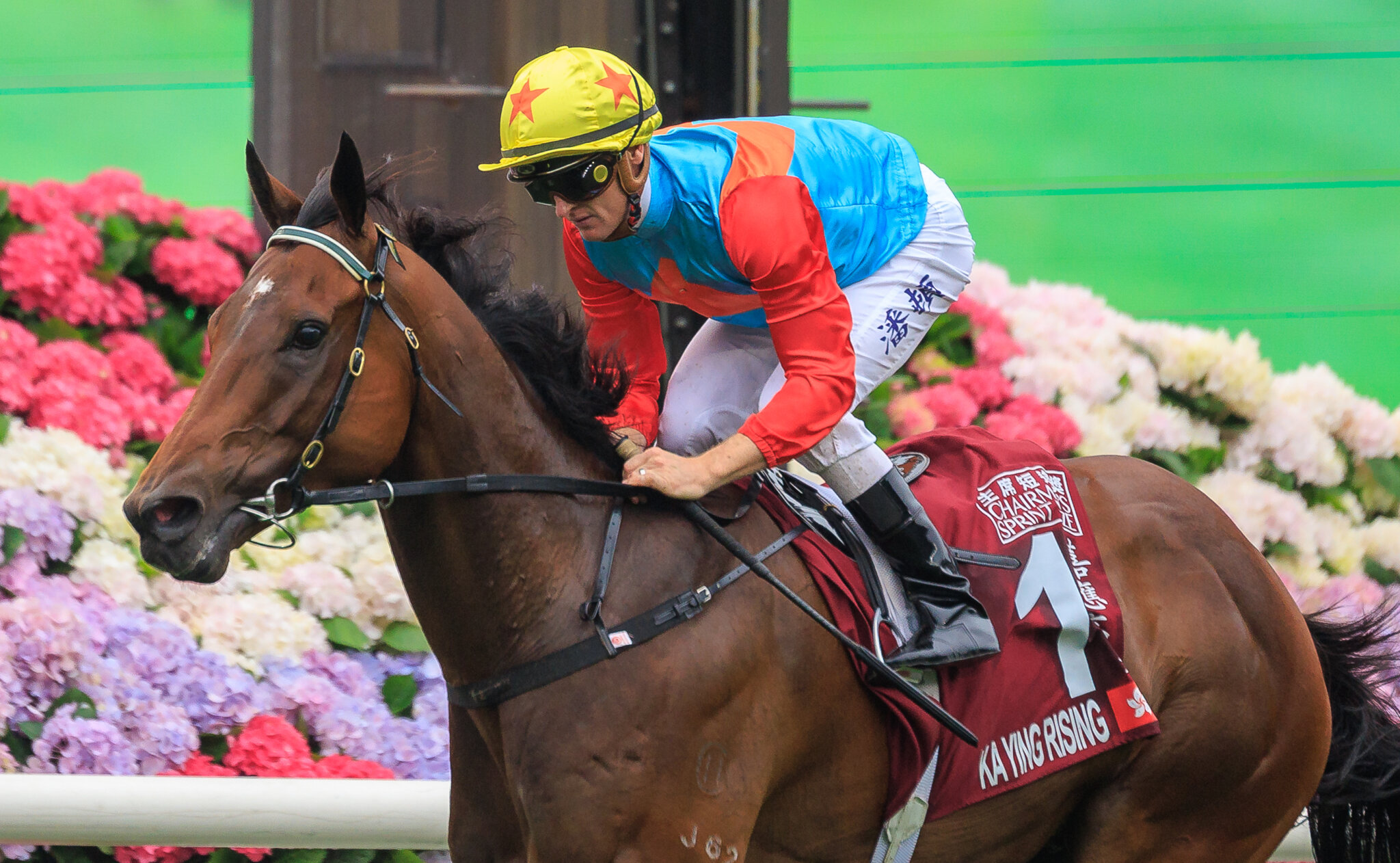 Longevity and legacy: Hayes on Ka Ying Rising in 2026 and beyond